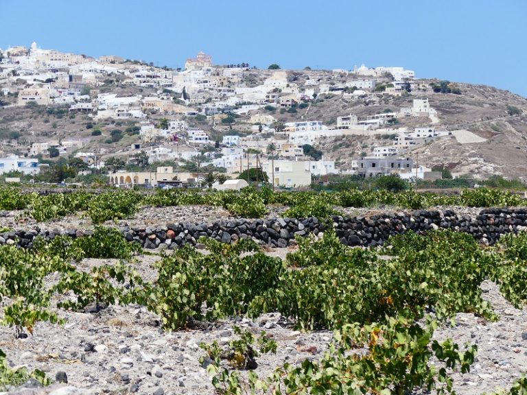 Découvrir les vins de Santorin : dégustations & visite des vignobles